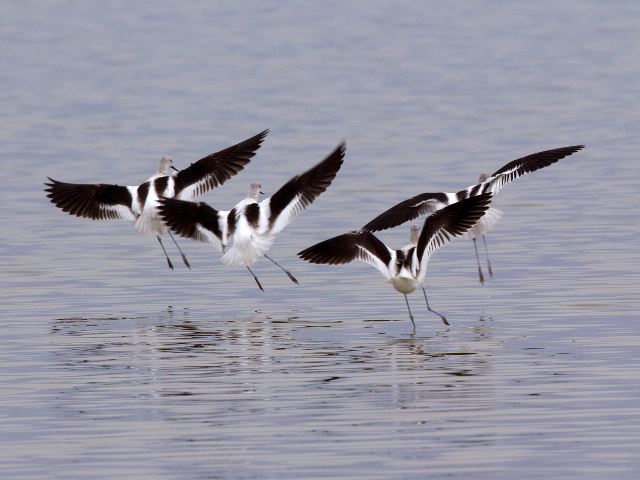 American Avocets