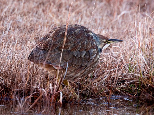 American Bittern