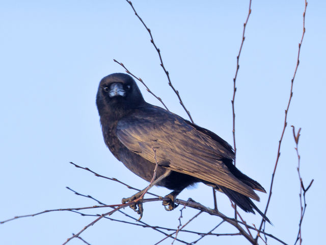 American Crow