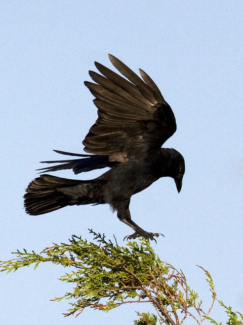 American Crow
