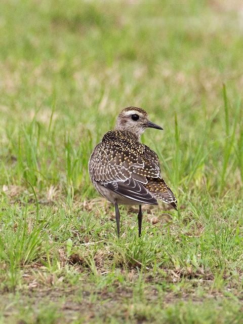 American Golden-Plovers