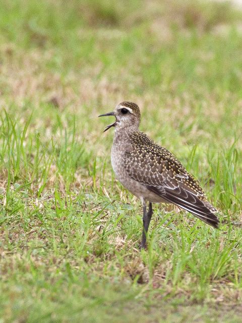 American Golden-Plovers
