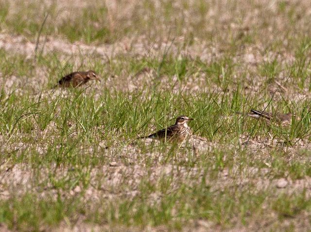 American Pipits