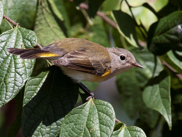 American Redstart