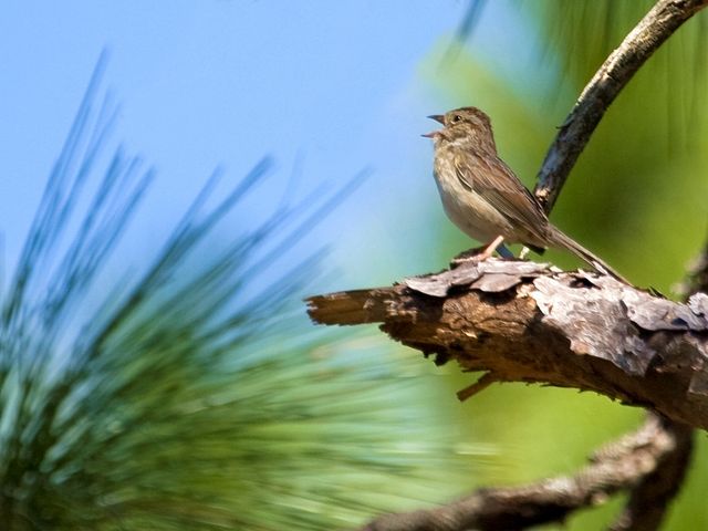Bachman's Sparrow