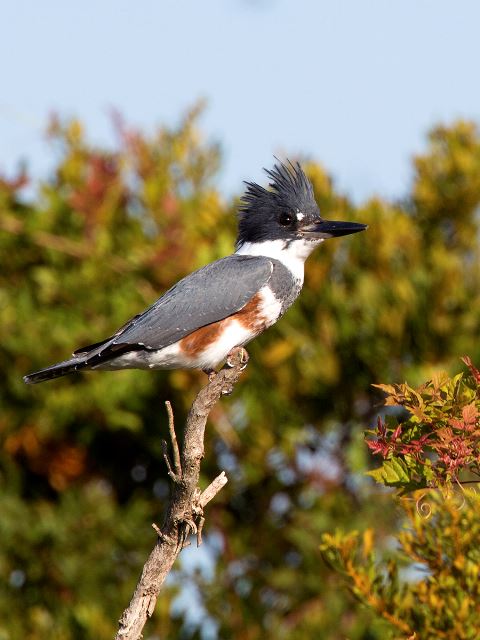 Belted Kingfisher