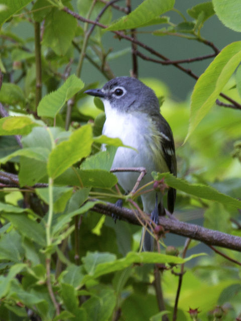 Blue-headed Vireo