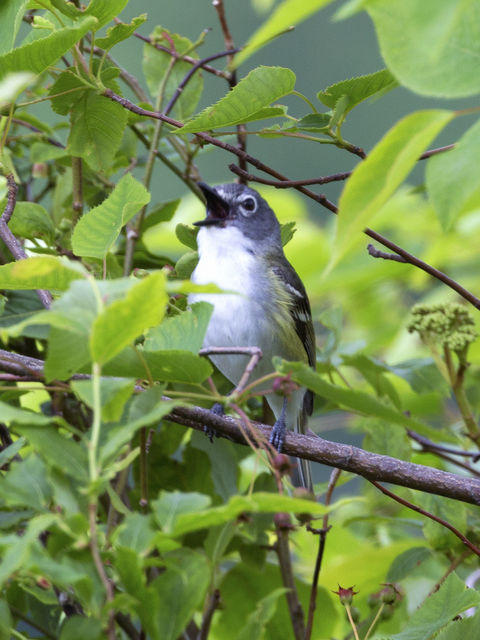Blue-headed Vireo