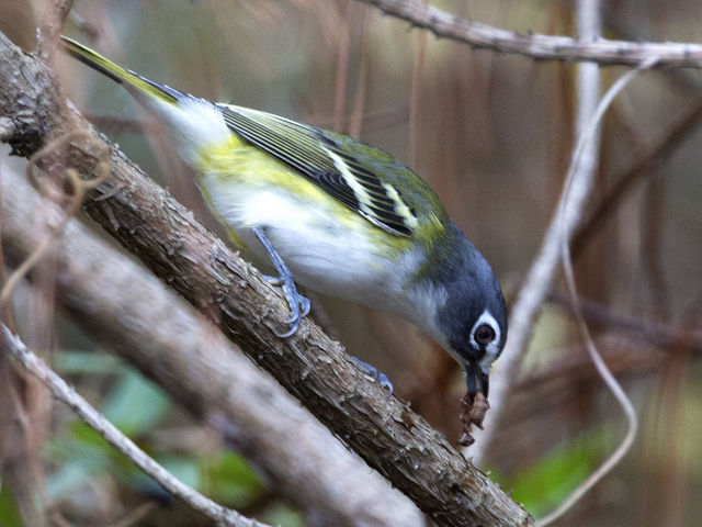 Blue-headed Vireo