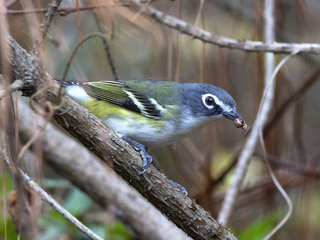 Blue-headed Vireo