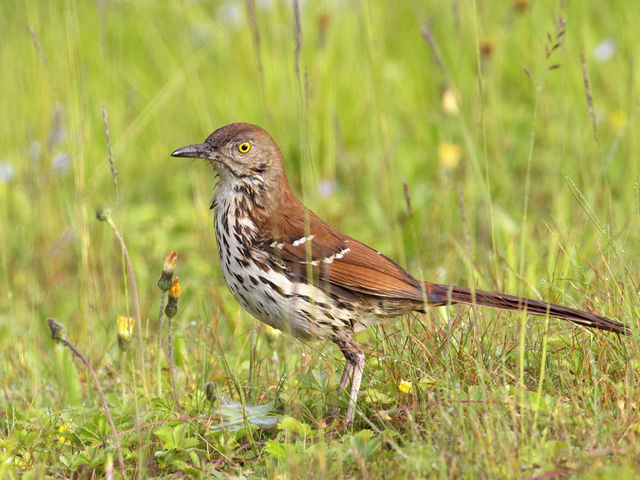 Brown Thrasher