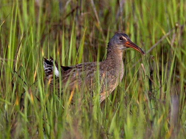 Clapper Rail