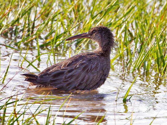 Clapper Rail