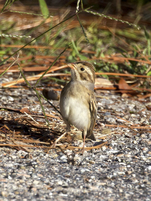 Clay-colored Sparrow