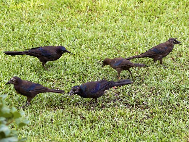 Common Grackles