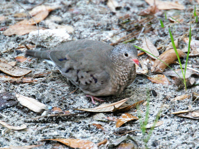 Common Ground-Dove