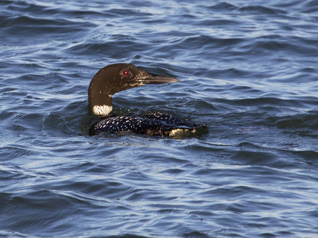Common Loon