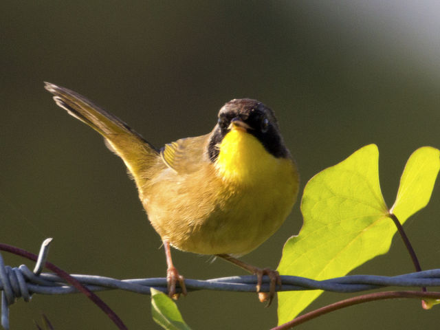 Common Yellowthroat
