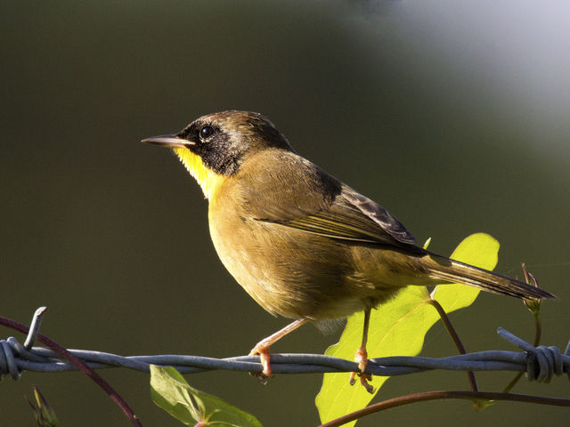 Common Yellowthroat