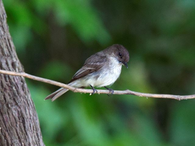 Eastern Phoebes