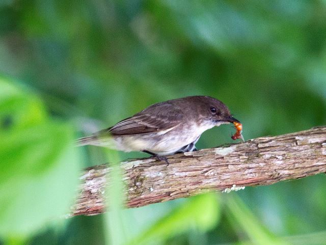 Eastern Phoebes