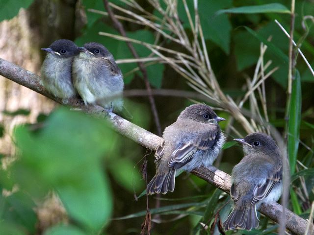 Eastern Phoebes