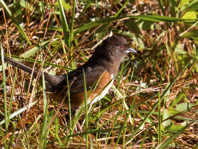 Eastern Towhee