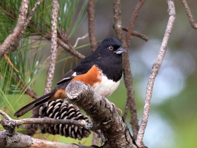 Eastern Towhee