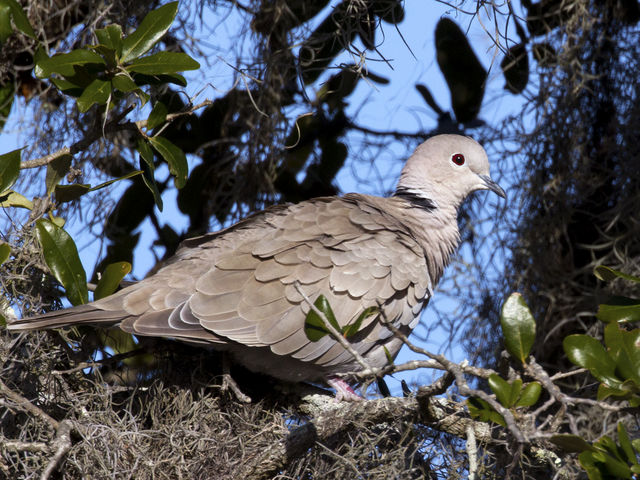 Eurasian Collared-Dove