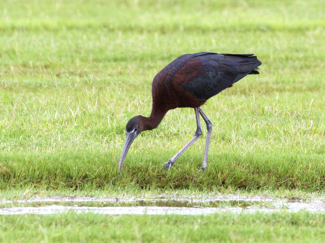 Glossy Ibis