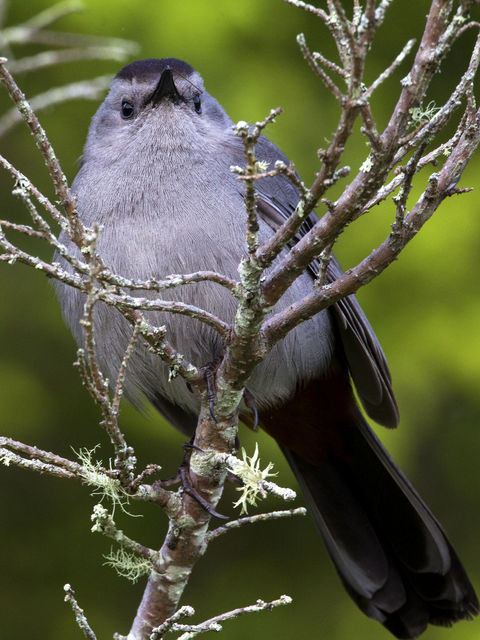 Gray Catbird