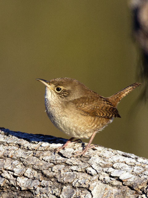 Northern House Wren