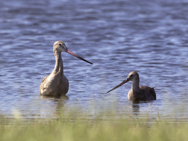 Hudsonian Godwit