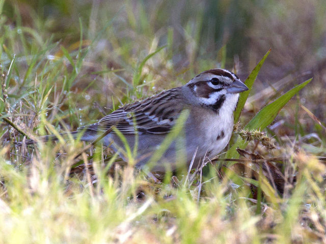 Lark Sparrow