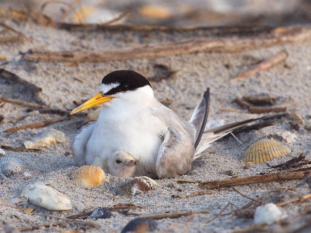 Least Terns