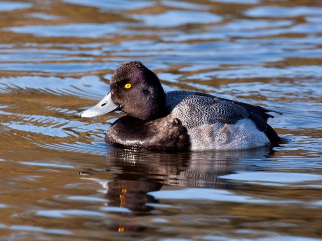 Lesser Scaup