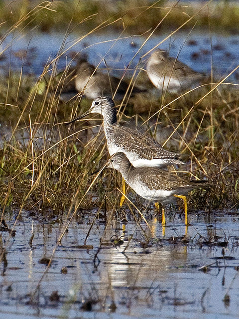 Lesser Yellowlegs
