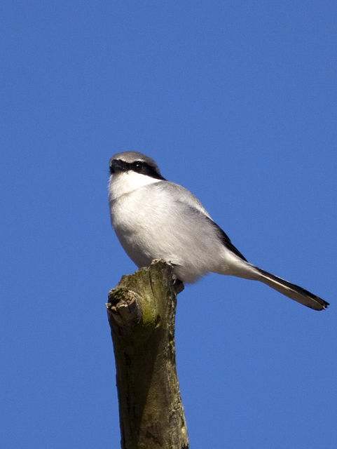 Loggerhead Shrike