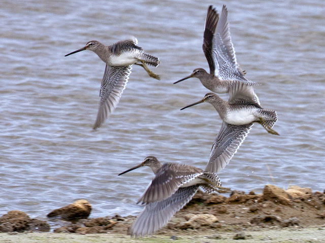 Long-billed Dowitcher