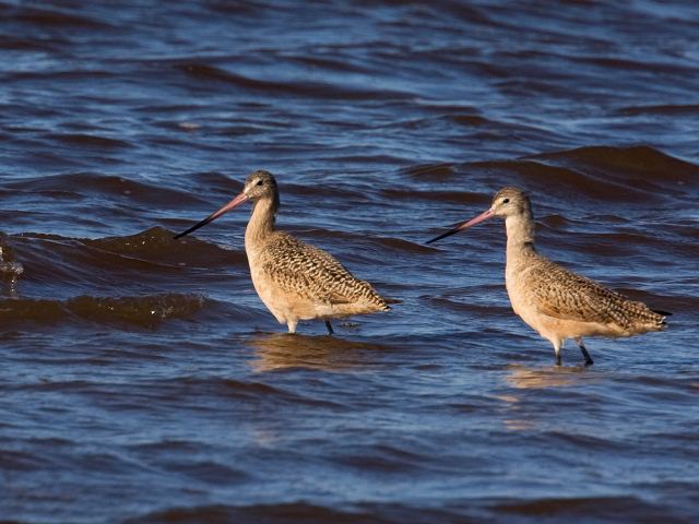 Marbled Godwits