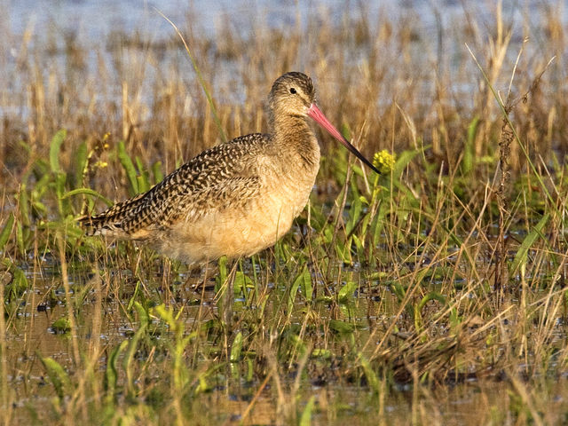 Marbled Godwit