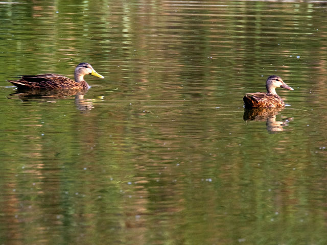 Mottled Duck