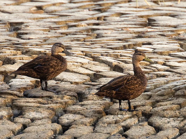 Mottled Duck
