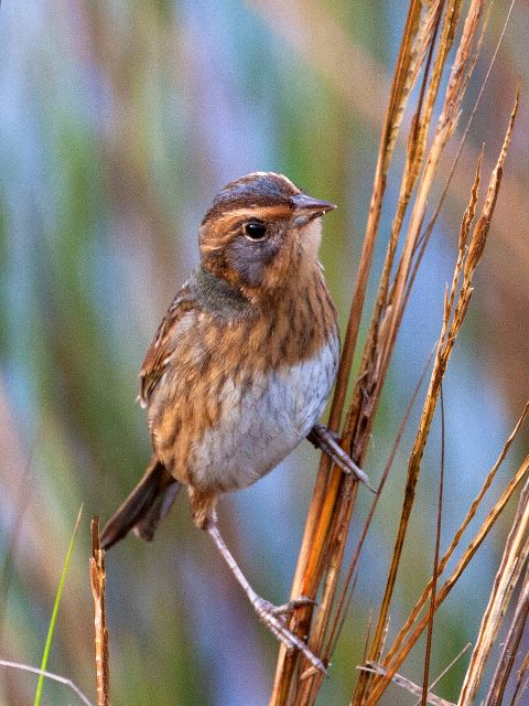 Nelson's Sparrow