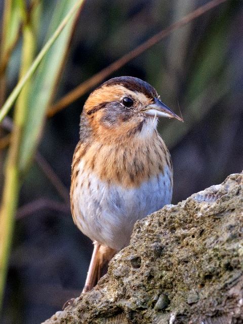 Nelson's Sparrow