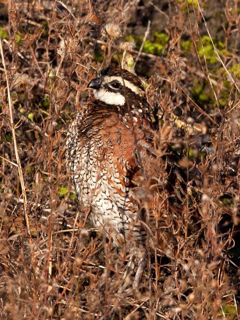 Northern Bobwhite