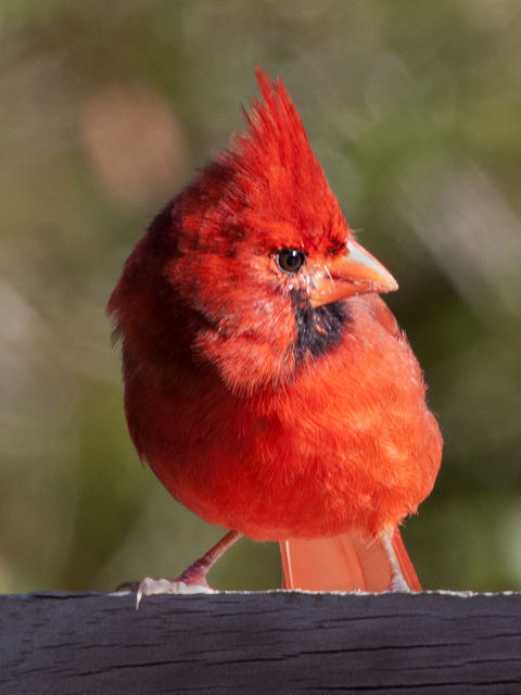 Northern Cardinal