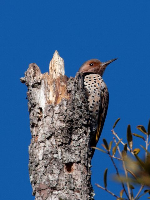 Northern Flicker