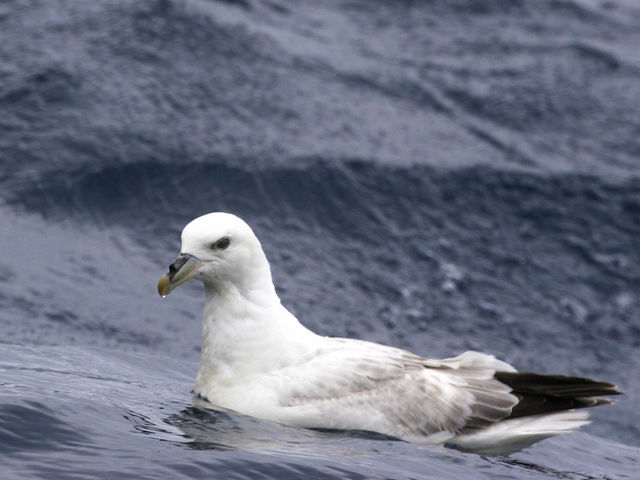 Northern Fulmar