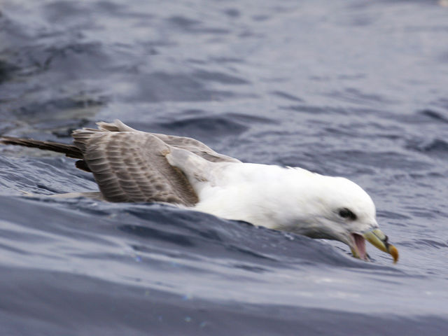 Northern Fulmar